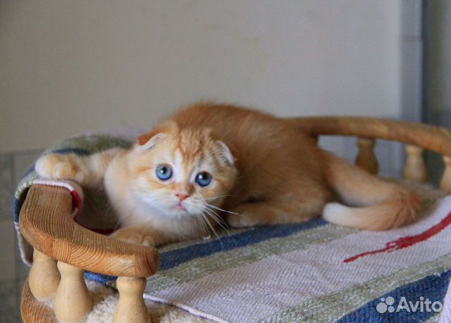 Редик - красный тикированный котик