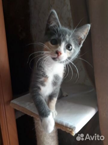 Котенок 3 месяца, девочка Злата