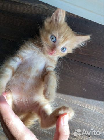 Отдам в добрые руки котенка