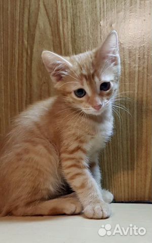 Котенок Лео 2,5 мес ищет дом