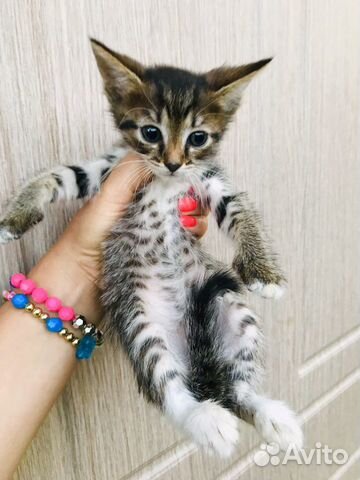 Котенок