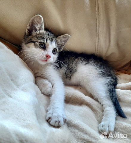 Котенок Степа 2 мес