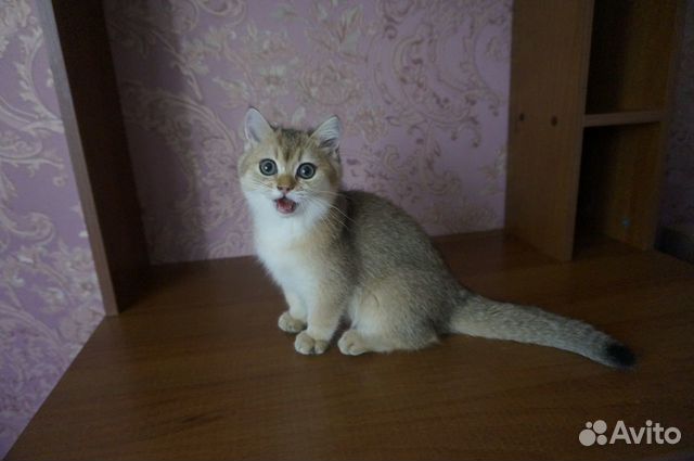 Золотой британский котик Зевс