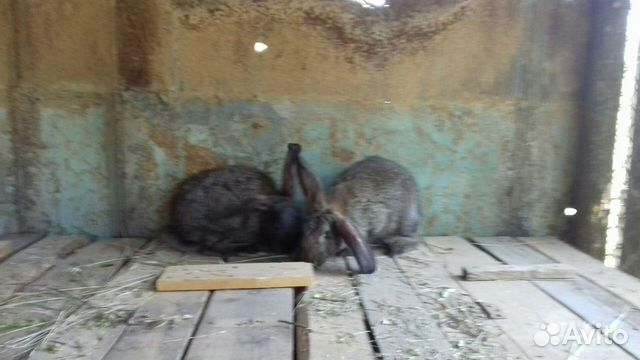 Кролики великаны