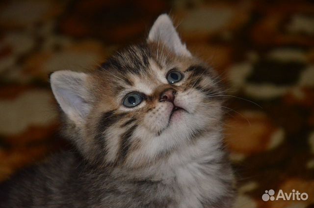 Котята курильского бобтейла