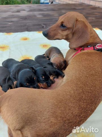 Замечательные щенки,породы" такса"