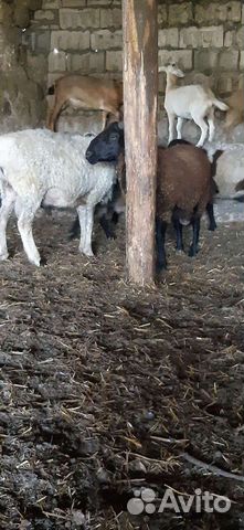 Овцы бараны