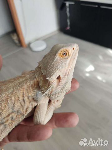 Агама бородатая