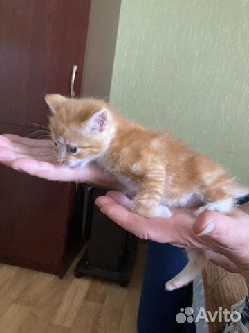 Котёнок рыжик