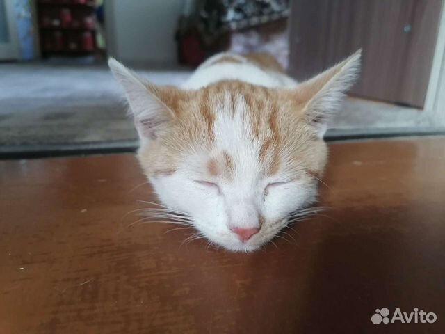 Котенок Нужен Дом Погибнет