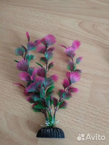 Аквариумные растения