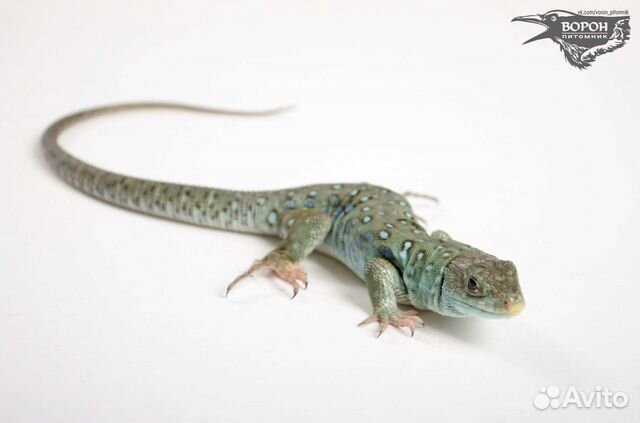 Жемчужная ящерица