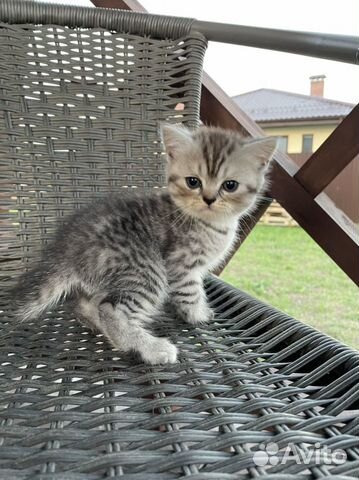 Шотландский котенок
