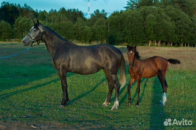 Кобыла орловской породы
