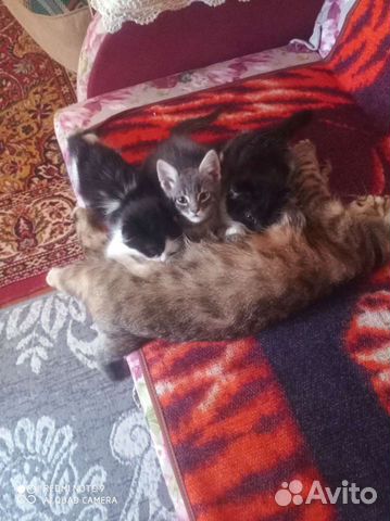 Кошки шотландцы вислоухие, в добрые руки,сами едят
