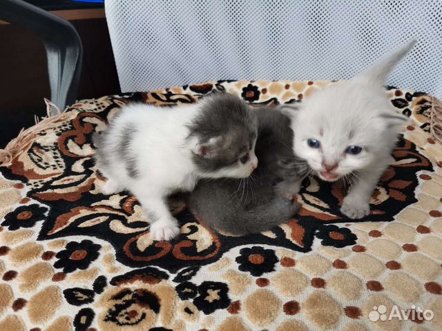 Котята тайские