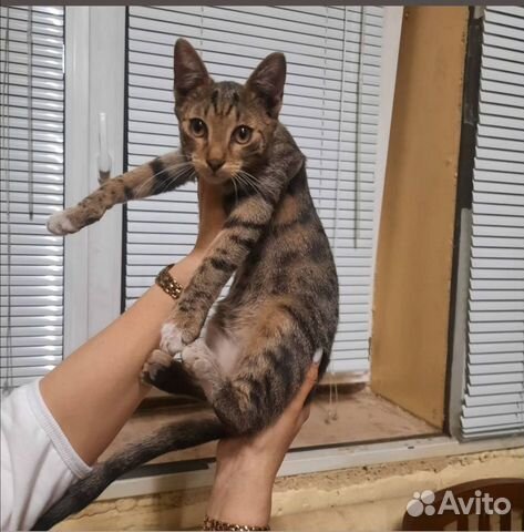 Котята в дар