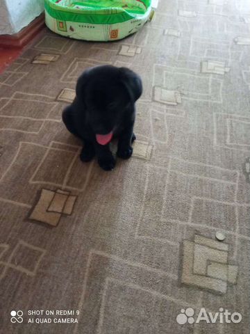 Щенки лабрадора