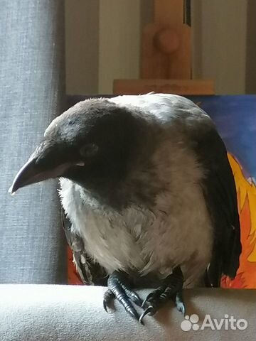 Ручной вороненок Лютик