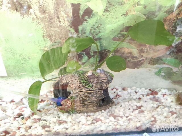 Анубиас, кладофора, коридорас штерба, данио