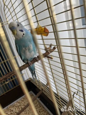 Волнистый попугай самец