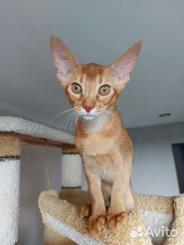 Абиссинский красавчик