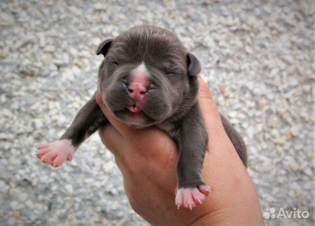 Стаффордширский терьер