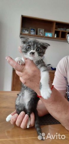 Котенок 1.5мес
