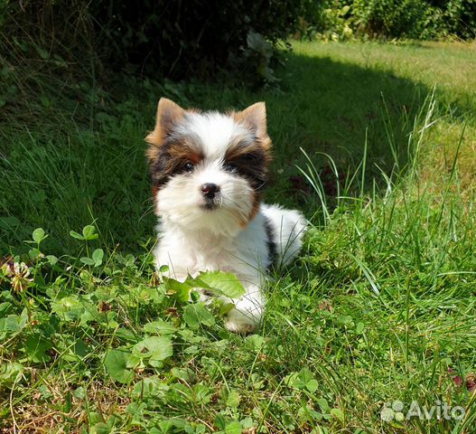 Щенки бивер йорка