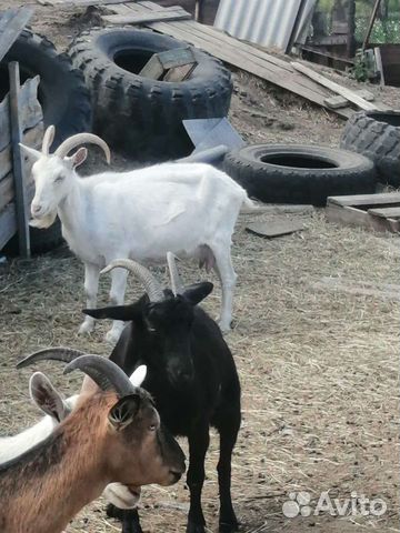 Коза дойная