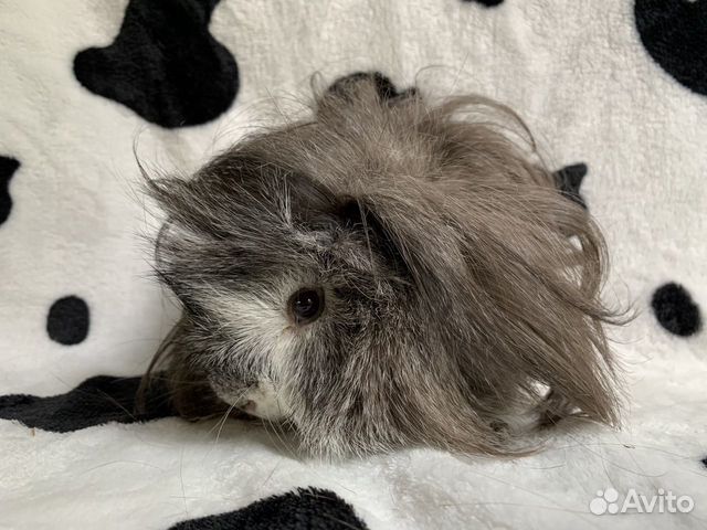 Морская свинка перуанец подросток