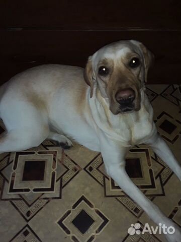 Щенки лабрадора