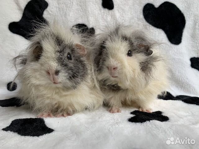 Морские свинки тексель девчушки