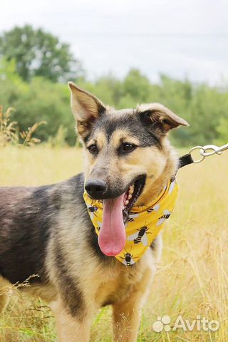 Небольшая Черничка, отдам в хорошие руки