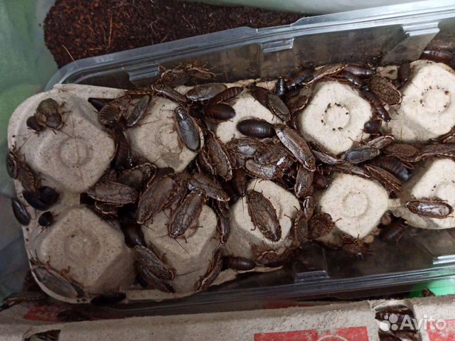 Мраморный таракан кормовой