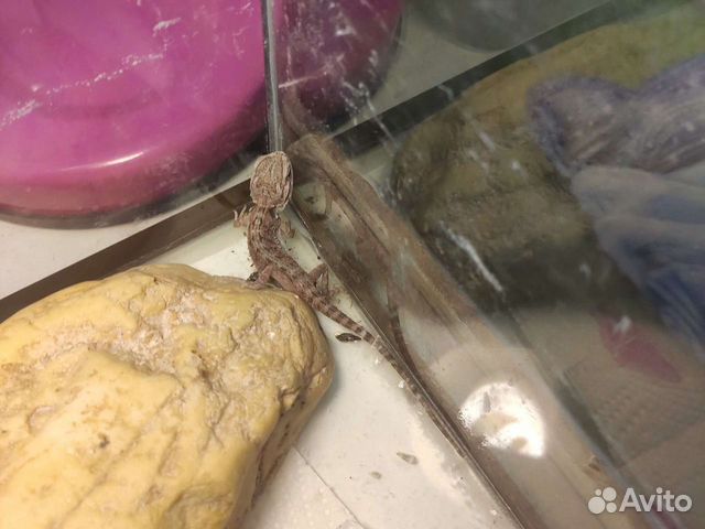 Бородатая агама