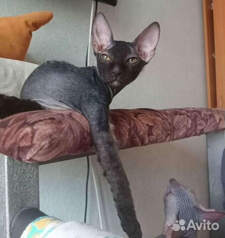 Кошечка Донской Сфинкс Браш