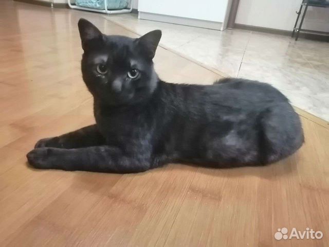 Кот