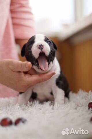 Девочки стаффочки черного окраса (питомник )