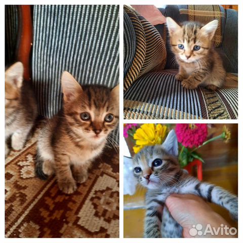 Котята в добрые руки бесплатно