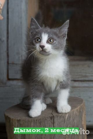 Котёнок дымок, 2 мес., привит
