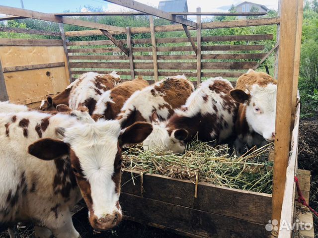 Бычки симменталы