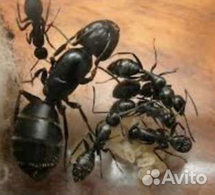 Муравьи
