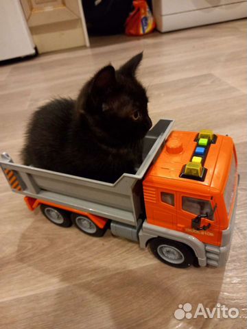 Котенок мальчик