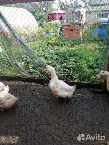 Утки Пекинские