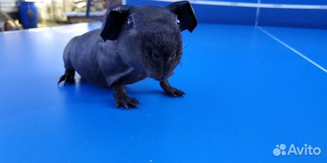 Морская свинка скинни (самец)