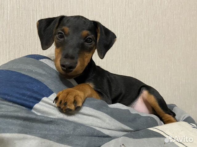 Щенки ягдтерьера