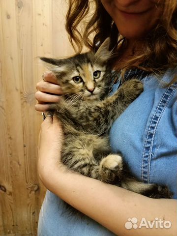 Котенок в дар