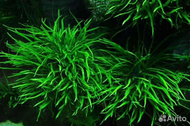 Прополка отдам, ведро