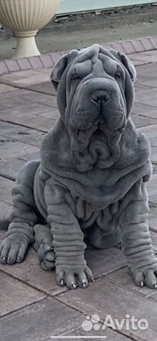 Шарпейчики малыши